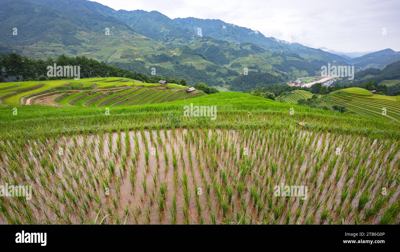 Irrigated rice terrace field in the highlands Stock Photo - Alamy