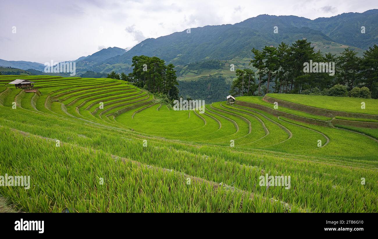 Landscape with green and yellow rice terraced fields and cloudy sky ...