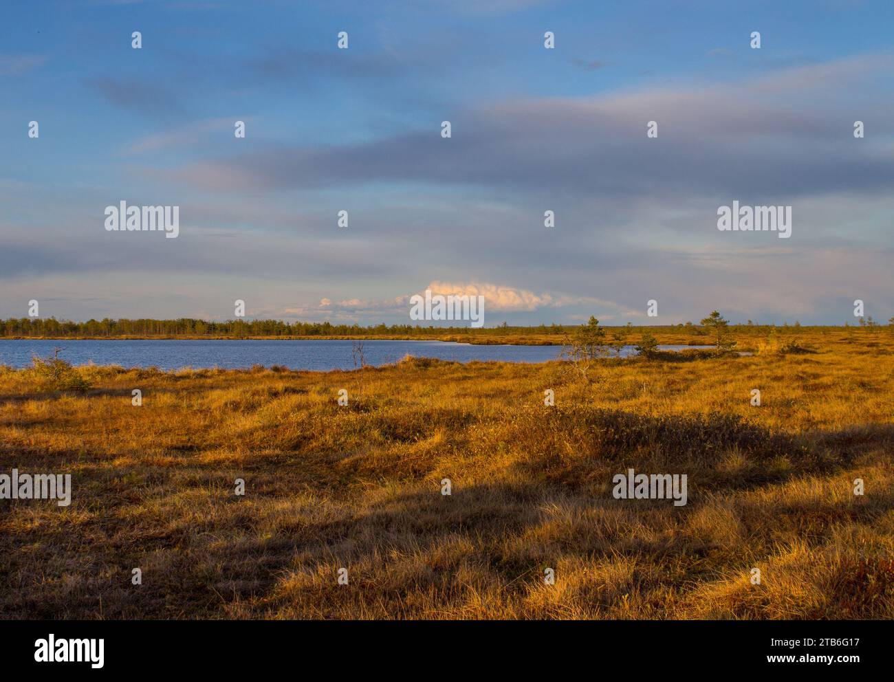 Peat-land science; telmatology. High bog and swamp lake (flark) and ...