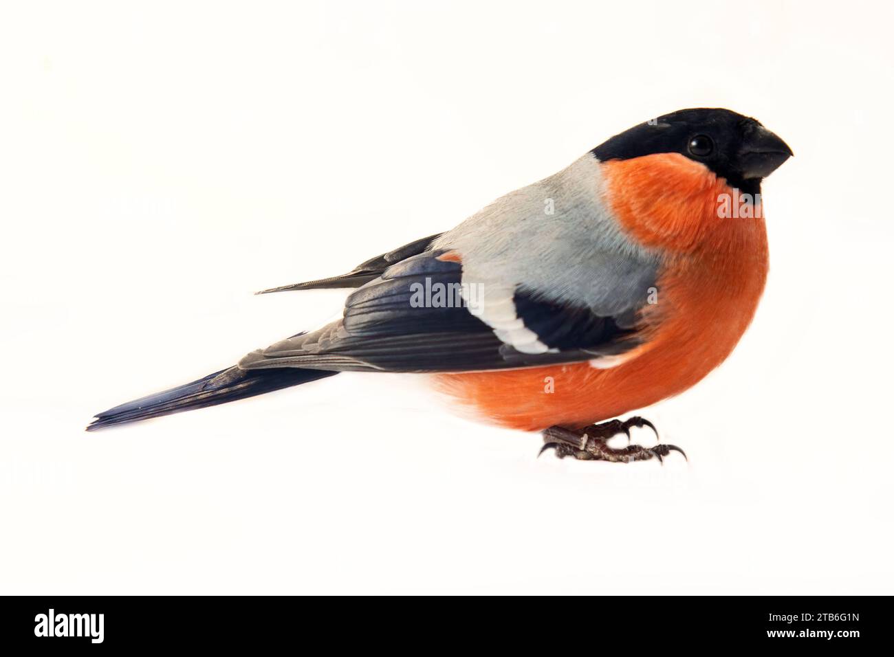 Eurasian bullfinch (Pyrrhula pyrrhula) male. Isolated on white ...