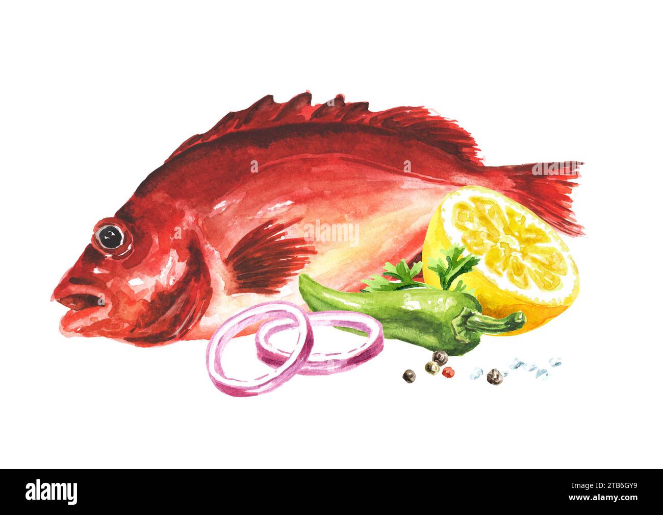 Fresh fish Red sea perch (or bigeye fish), seafood. Hand drawn ...