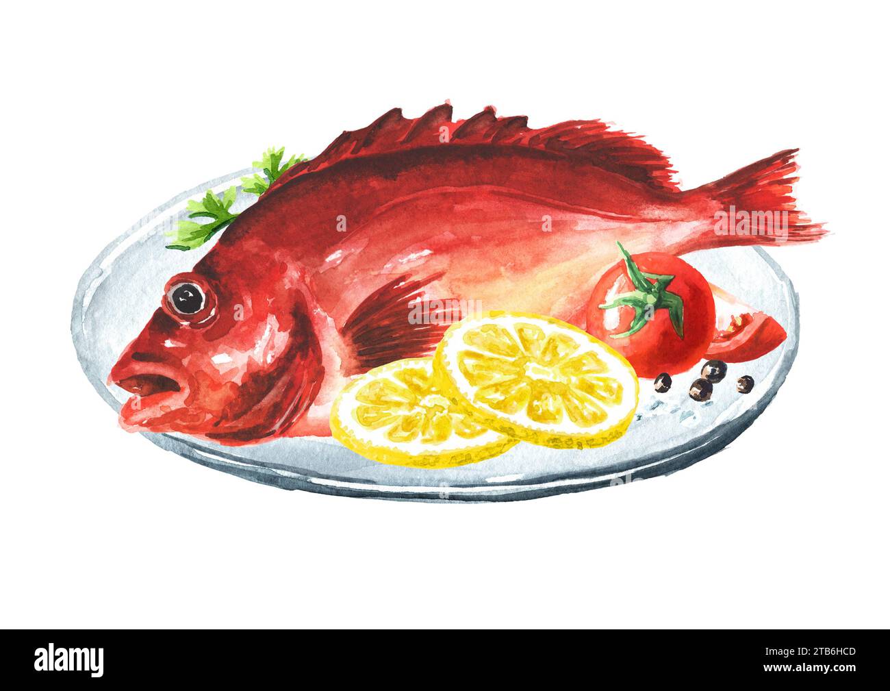 Fresh fish Red sea perch (or bigeye fish), seafood. Hand drawn ...