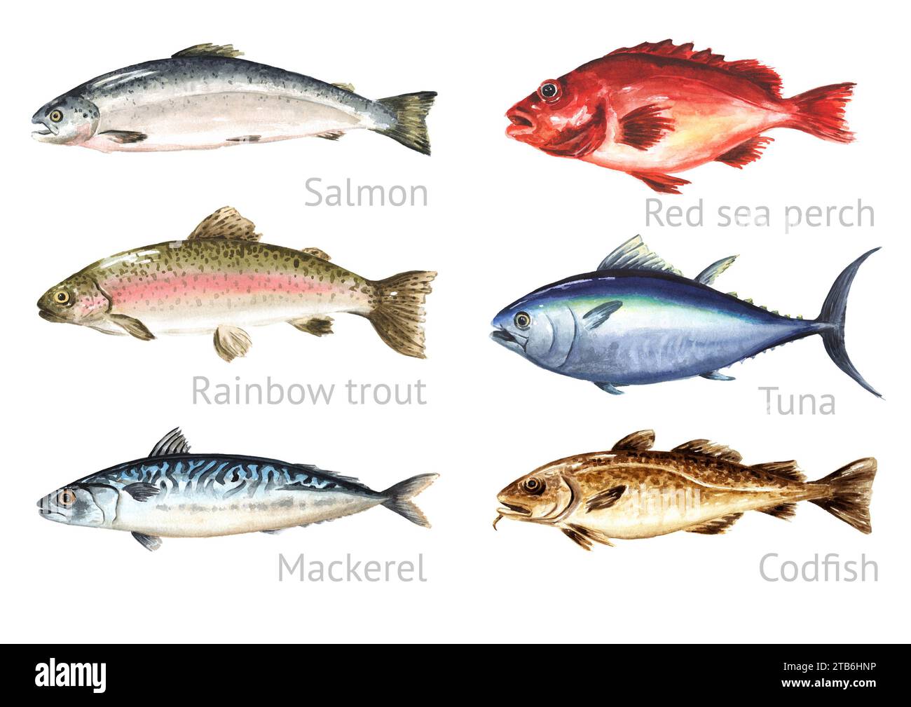 Fresh raw fish set. Hand drawn watercolor illustration, isolated on ...