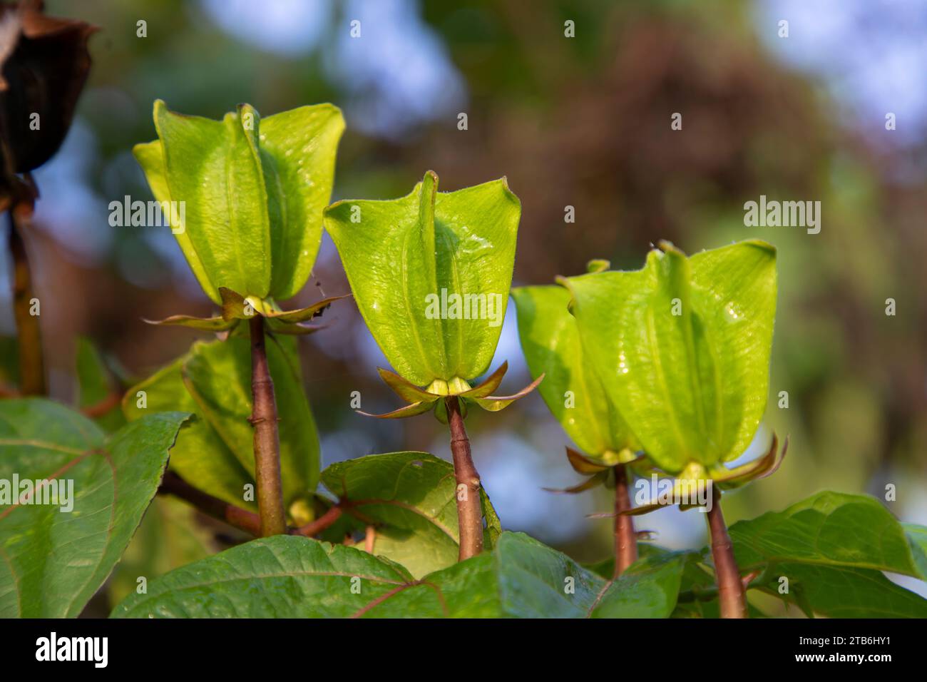 Ulat kambal hi-res stock photography and images - Alamy