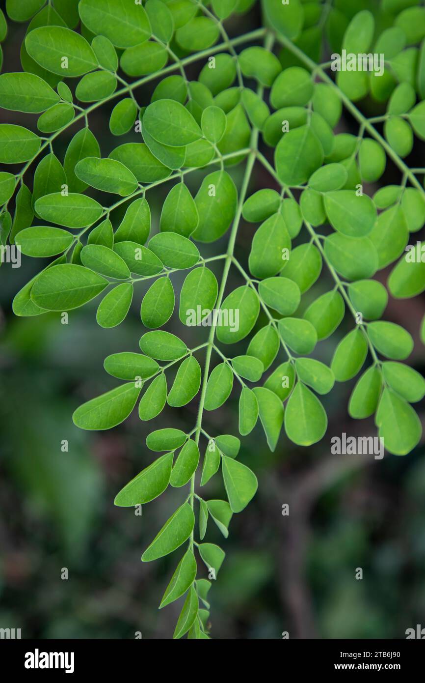Drumstick tree, Herbal Green Moringa leaves tree background Stock Photo ...
