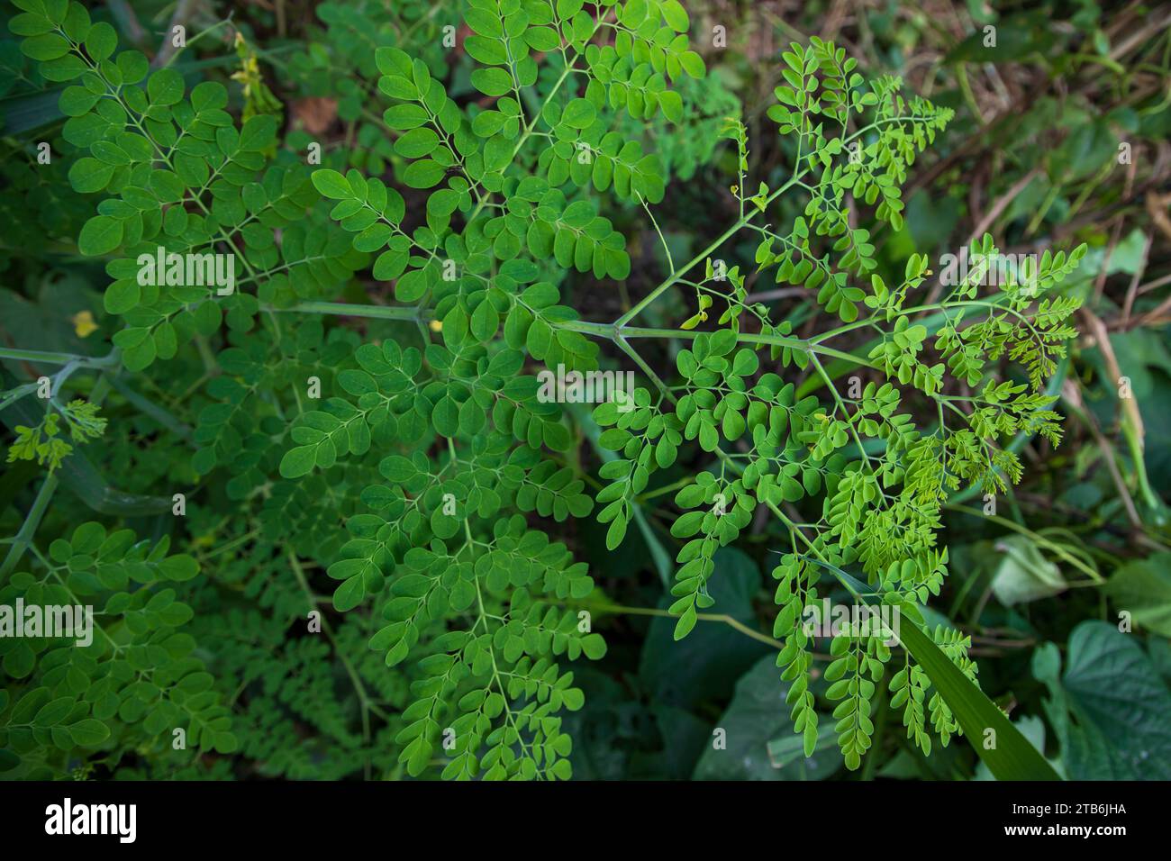 Drumstick tree, Herbal Green Moringa leaves tree background Stock Photo ...