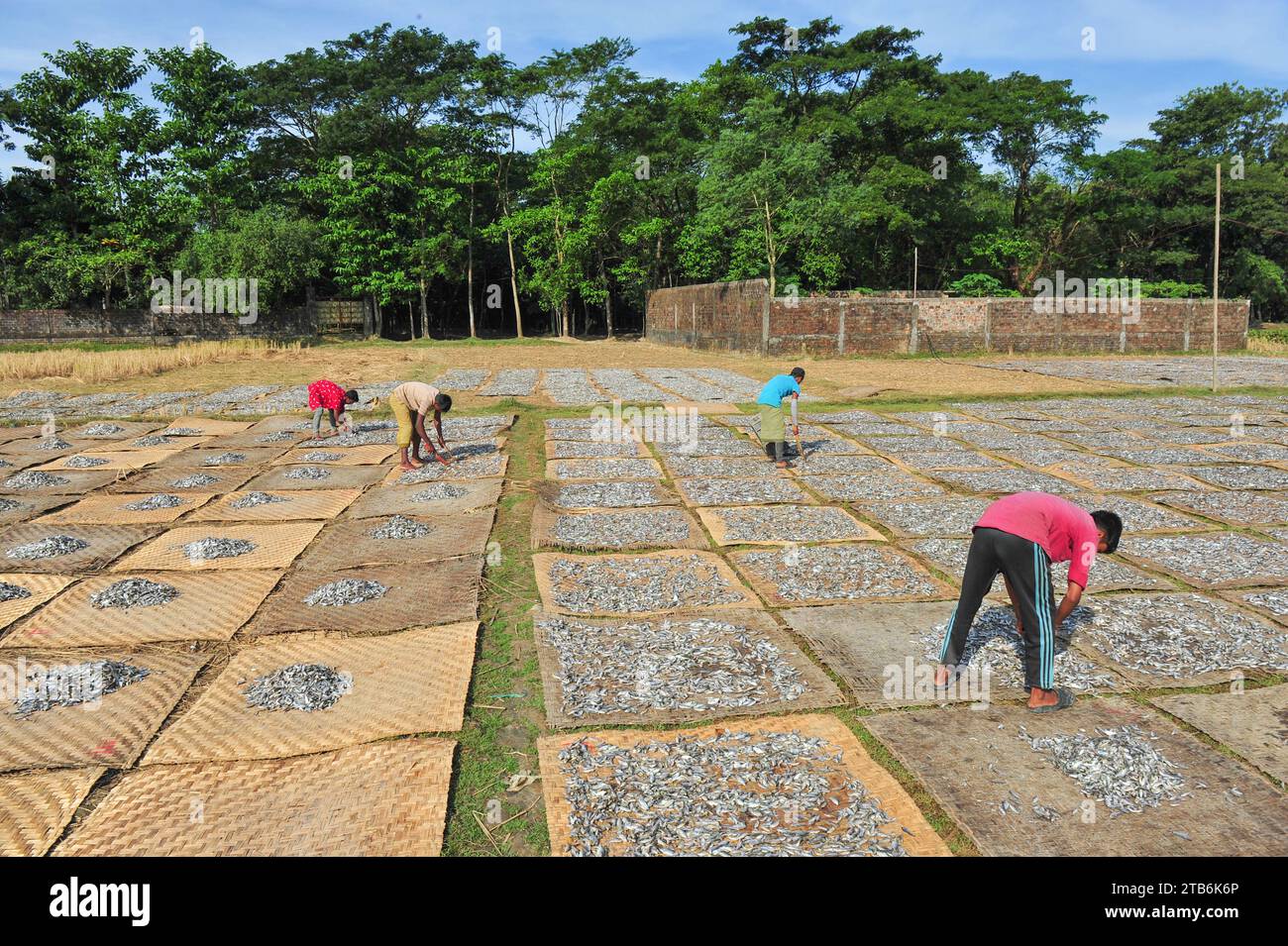 Workers are busy processing dried fish at the Lama Kazi area of Sylhet ...
