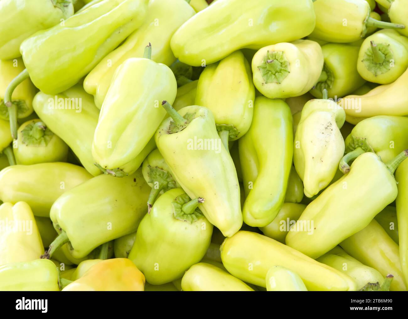 Close up on pile of freshly picked sweet Gypsy peppers piled for sale ...