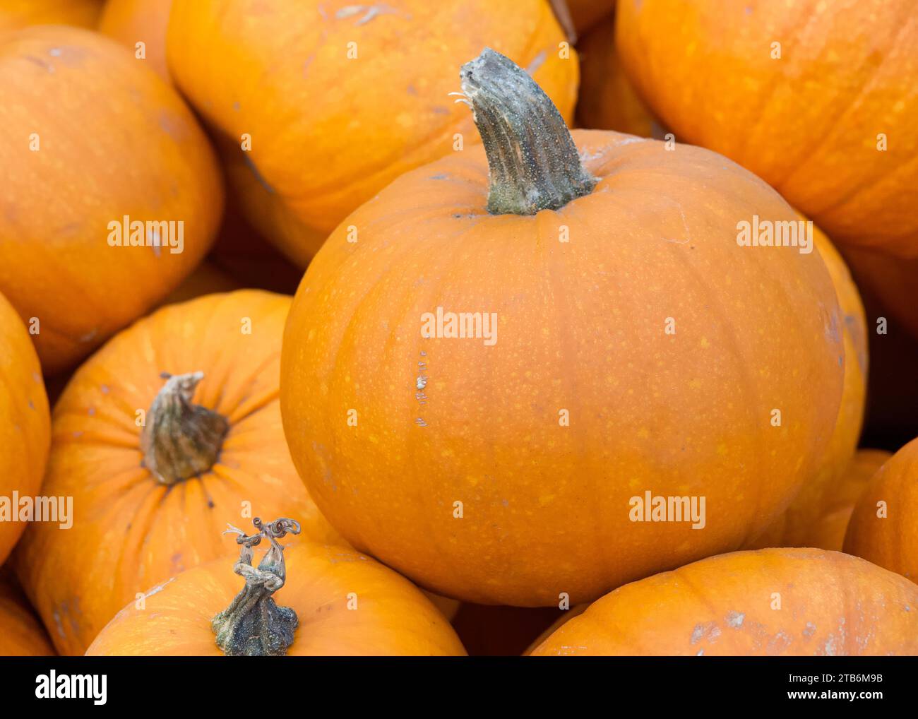 Close up on pile of small orange pumpkins at farmers market. Called ...