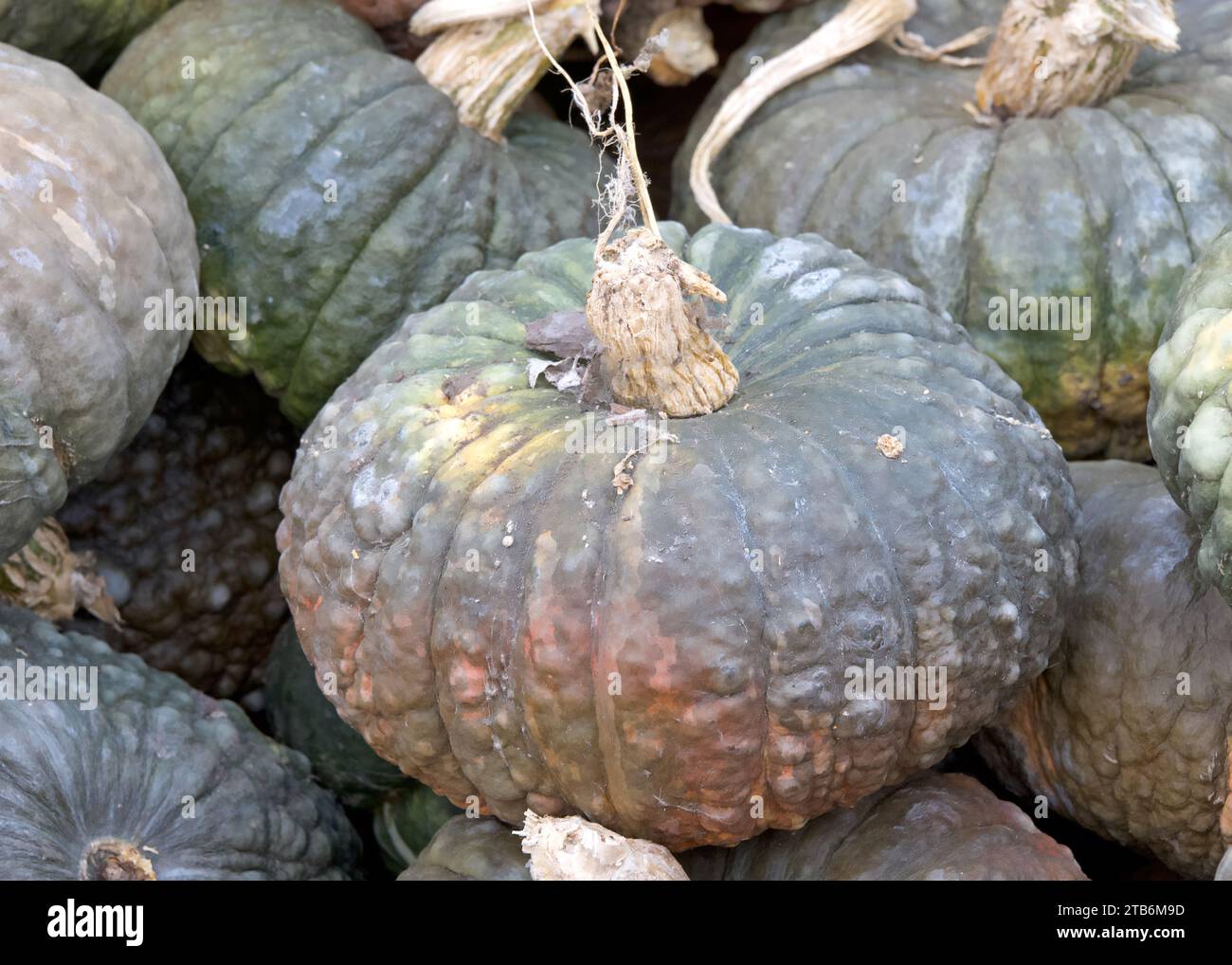 Crown prince squash hi-res stock photography and images - Alamy