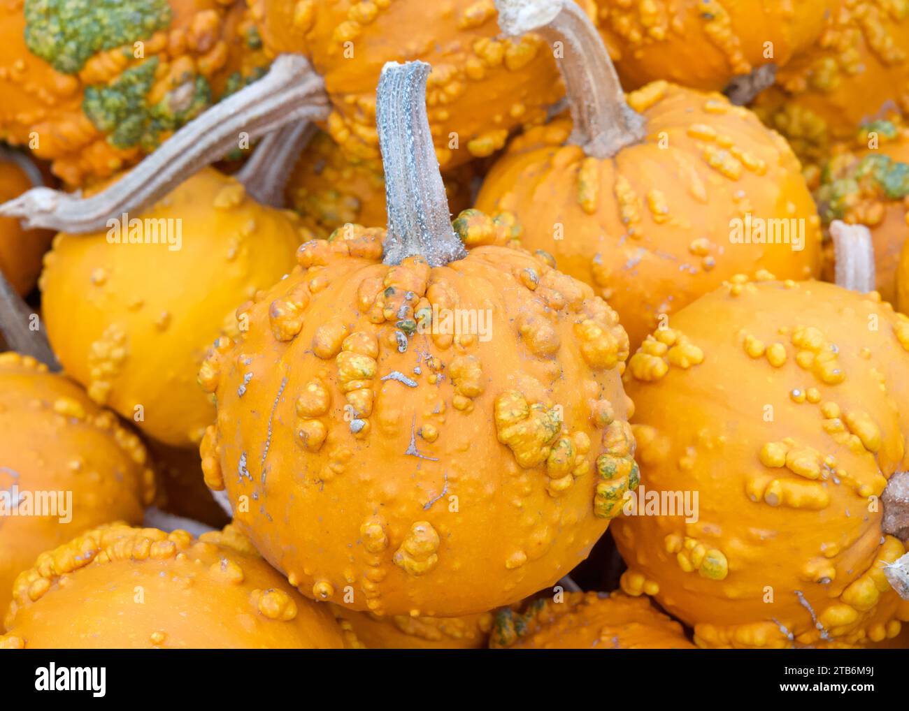 Warty squash hi-res stock photography and images - Alamy