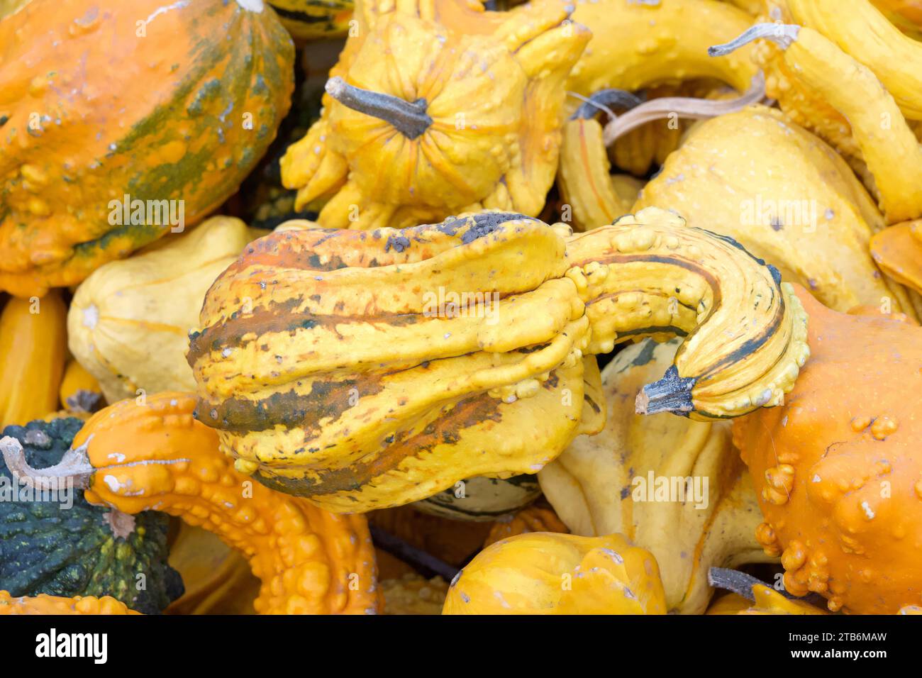 Top view flat lay of many shapes and sizes autumn gourds in various ...