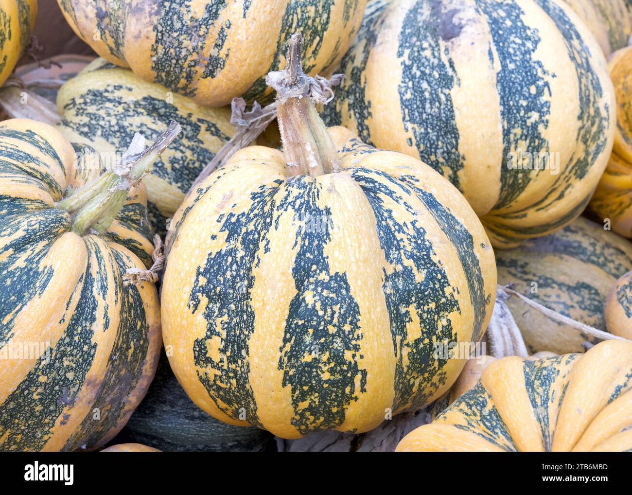 American tondo pumpkins hi-res stock photography and images - Alamy