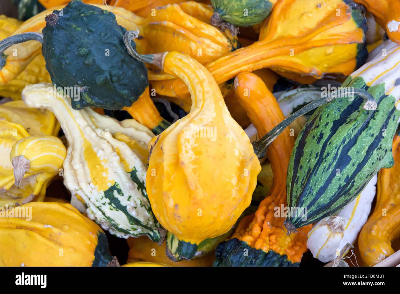 Top view flat lay of many shapes and sizes autumn gourds in various ...