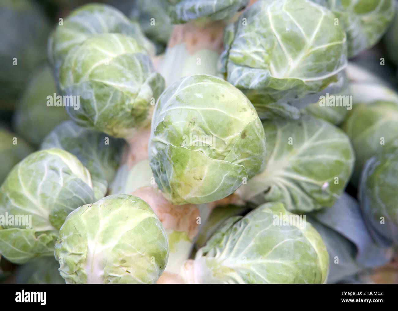 Close up on pile of brussel sprouts still on the stalk, freshly picked ...