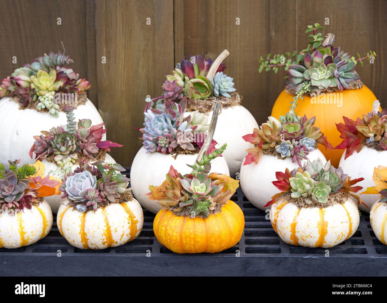 Miniature pumpkins decorated with succulents and cactus plants on metal ...