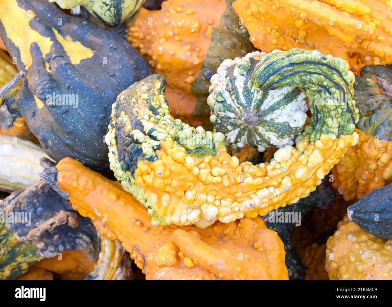 Top view flat lay of many shapes and sizes autumn gourds in various ...