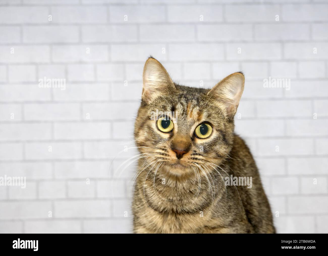 Close up portrait of a black and brown tabby kitten looking directly at ...