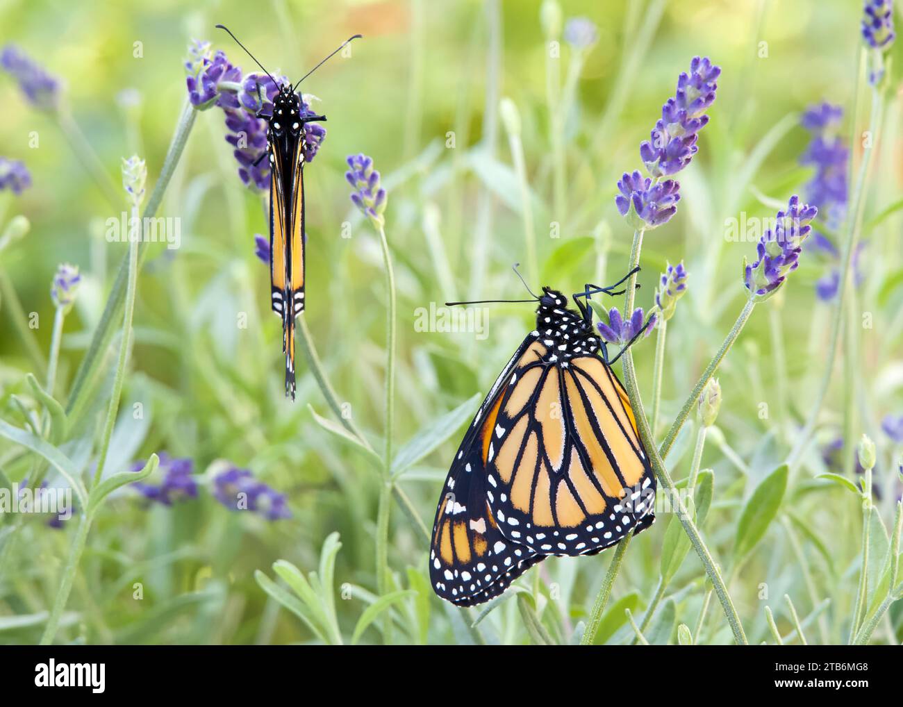 Two Monarch butterflies hanging from purple lavender flowers, wings ...