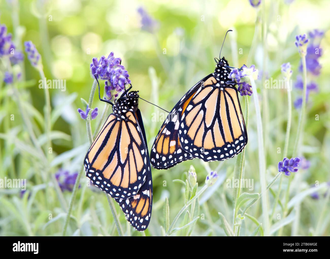 Two Monarch butterflies hanging from purple lavender flowers, wings ...
