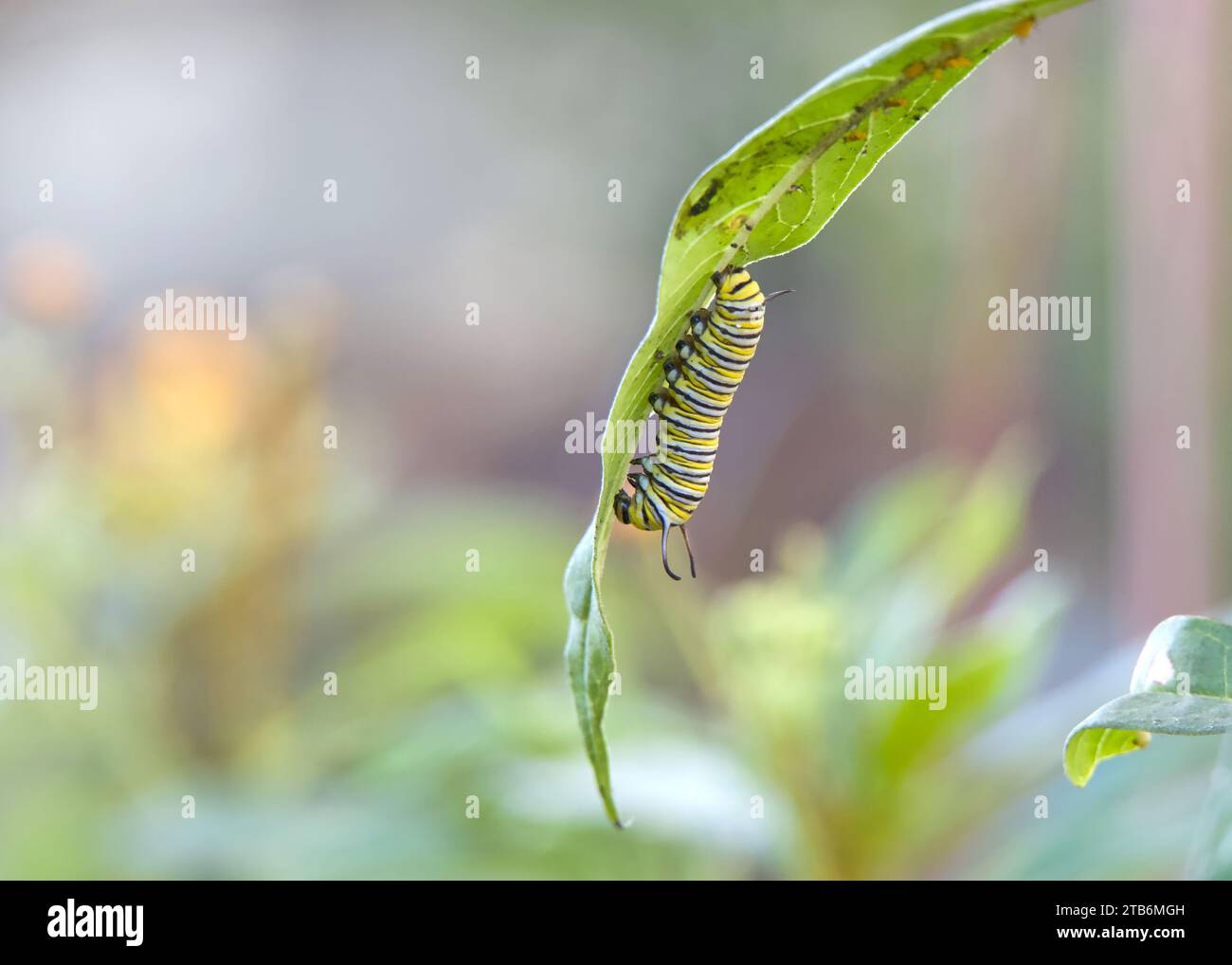 4th instar monarch butterfly caterpillar hanging upside down on a ...