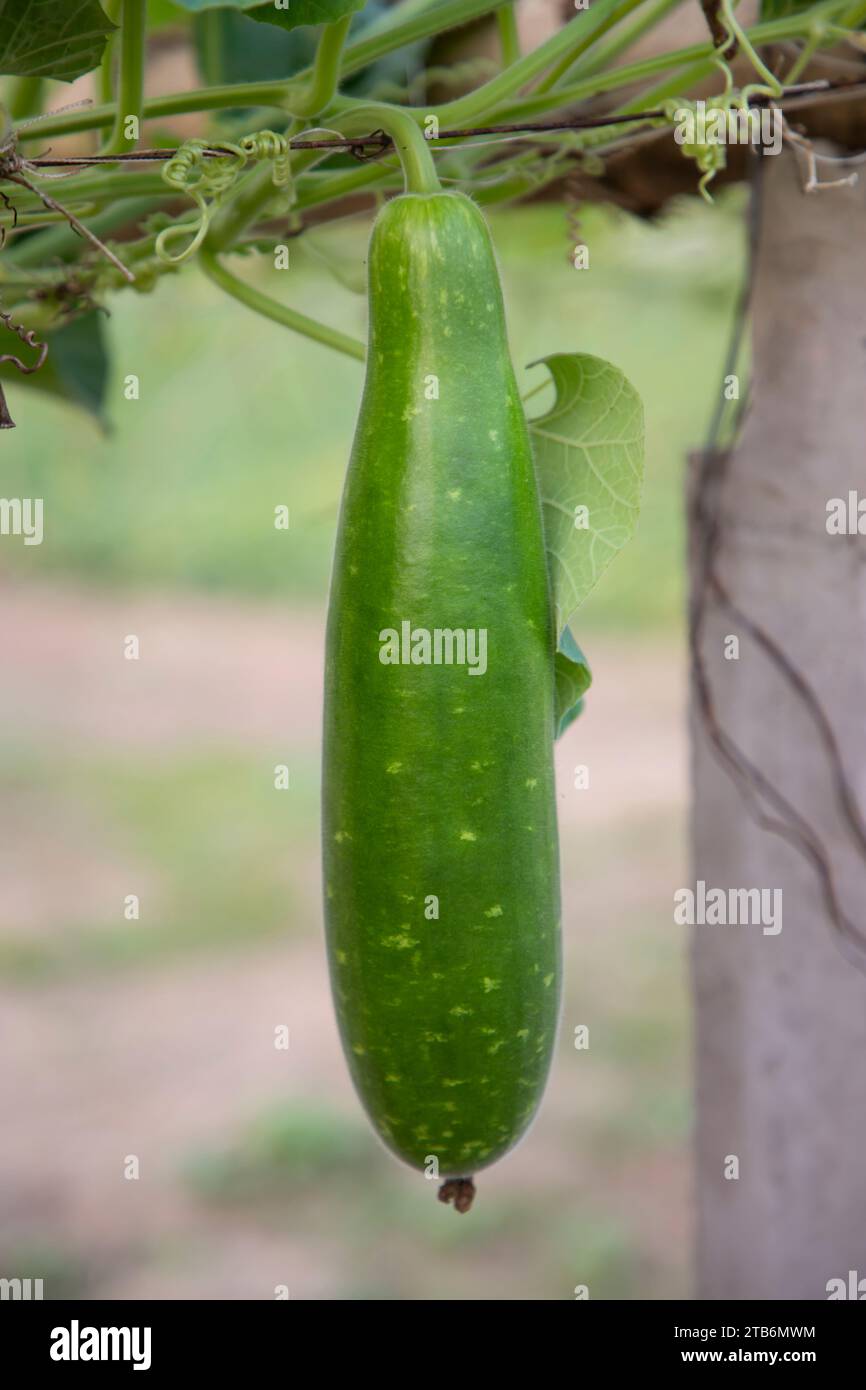 A green Bottle guard hanging on the garden tree branch with a blurry ...