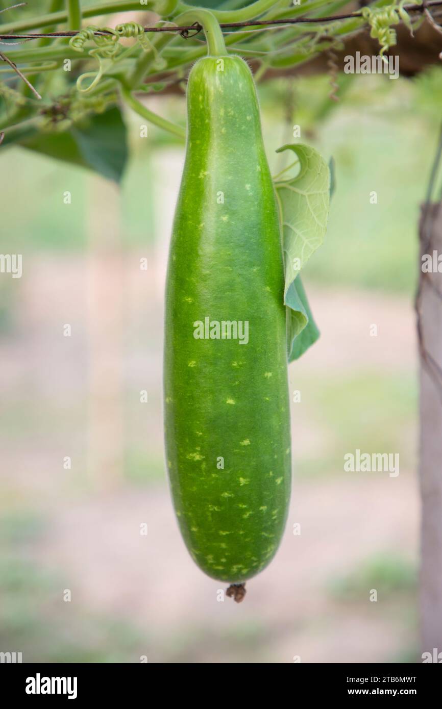 A green Bottle guard hanging on the garden tree branch with a blurry ...