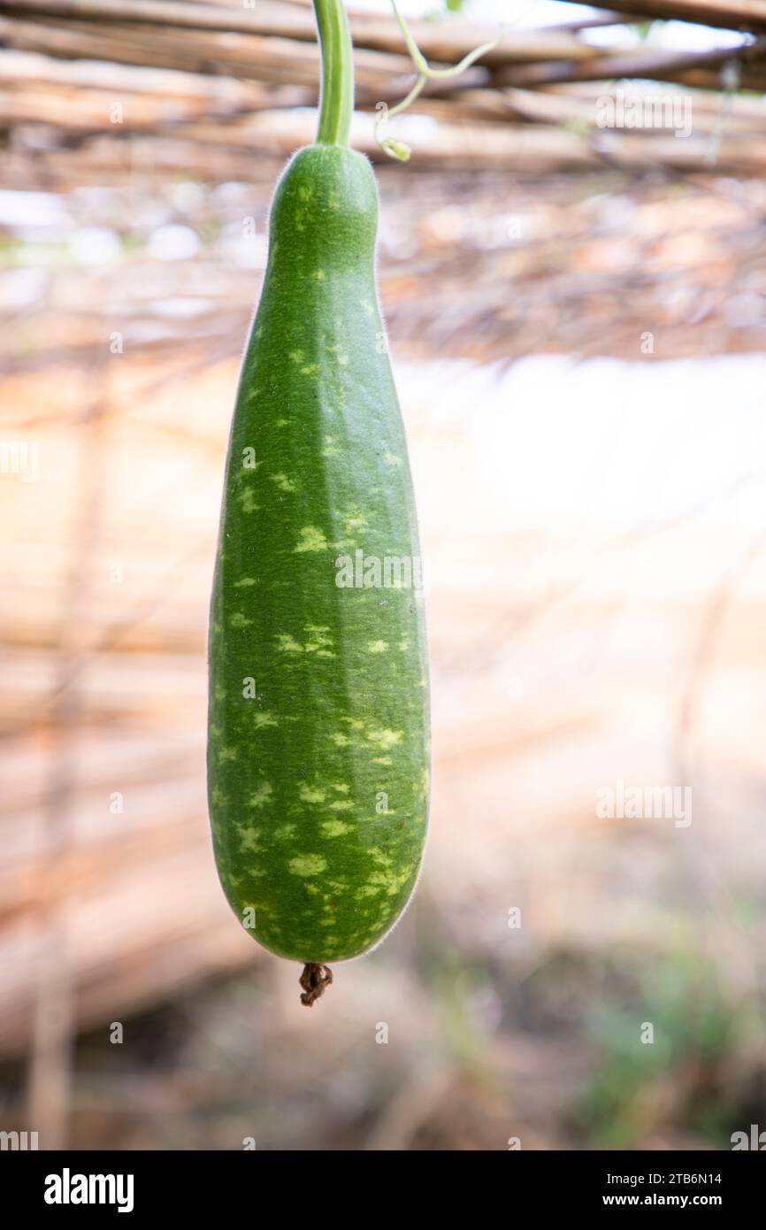 A green Bottle guard hanging on the garden tree branch with a blurry ...