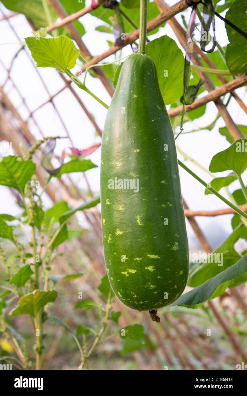 Bottle guard farming hi-res stock photography and images - Alamy