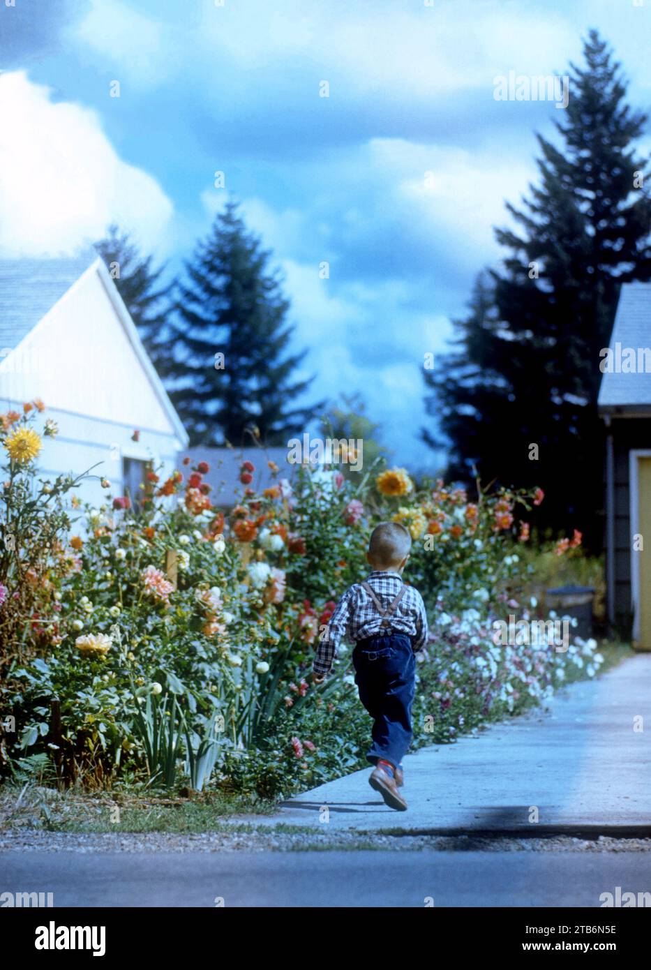 1954: Young child runs down the driveway along a bed of flowers circa ...