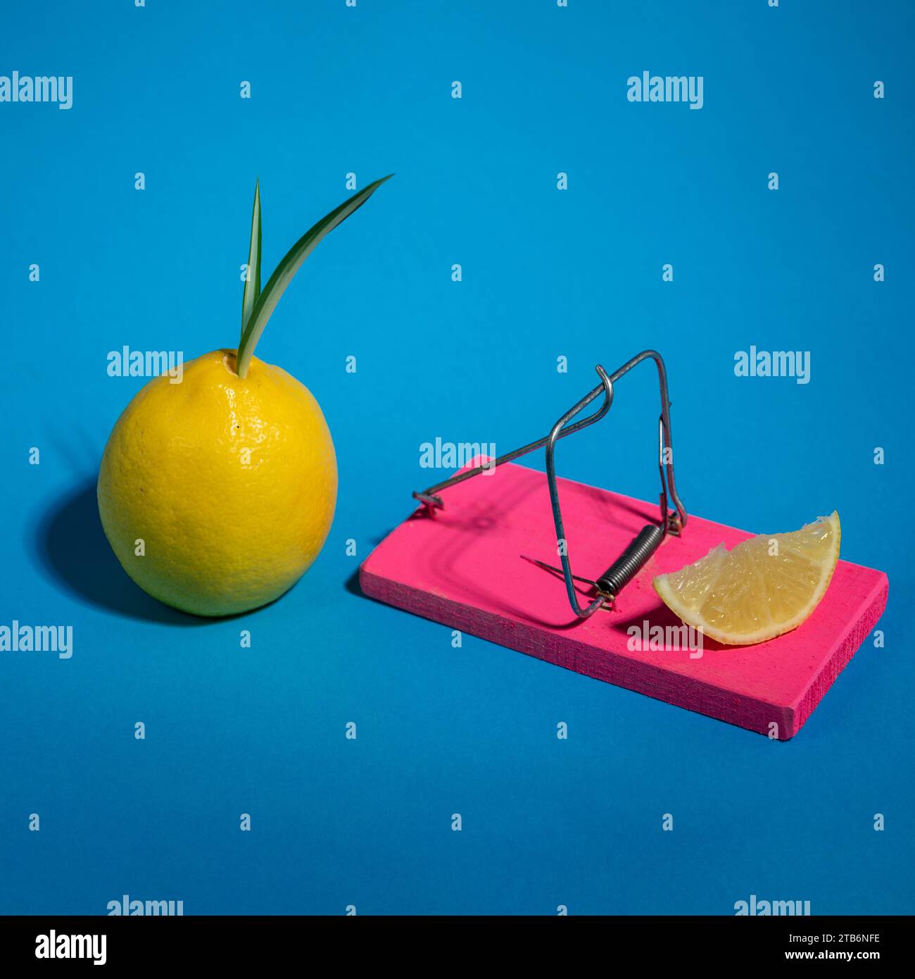 Creative still life with lemon and mousetrap on a blue background. Trap ...