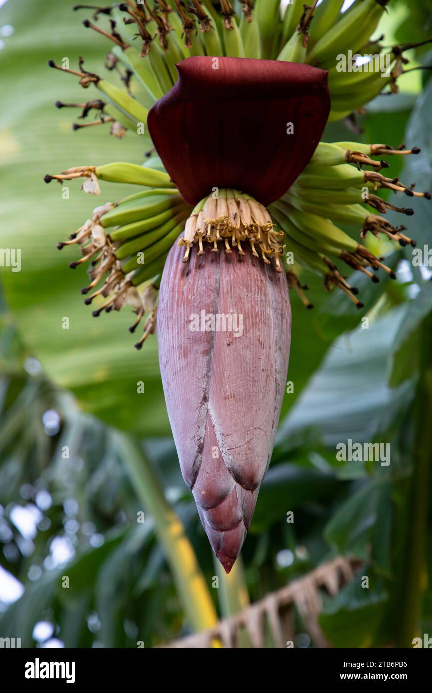 Banana flower hi-res stock photography and images - Alamy