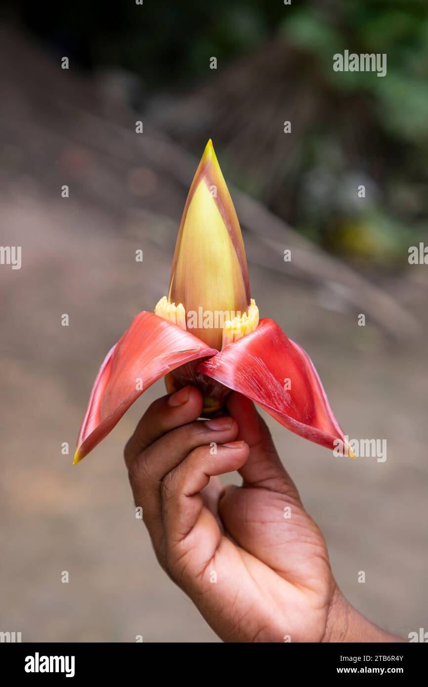 Banana flower in hand, Bangladesh. (Scientific name Musa acuta Stock ...