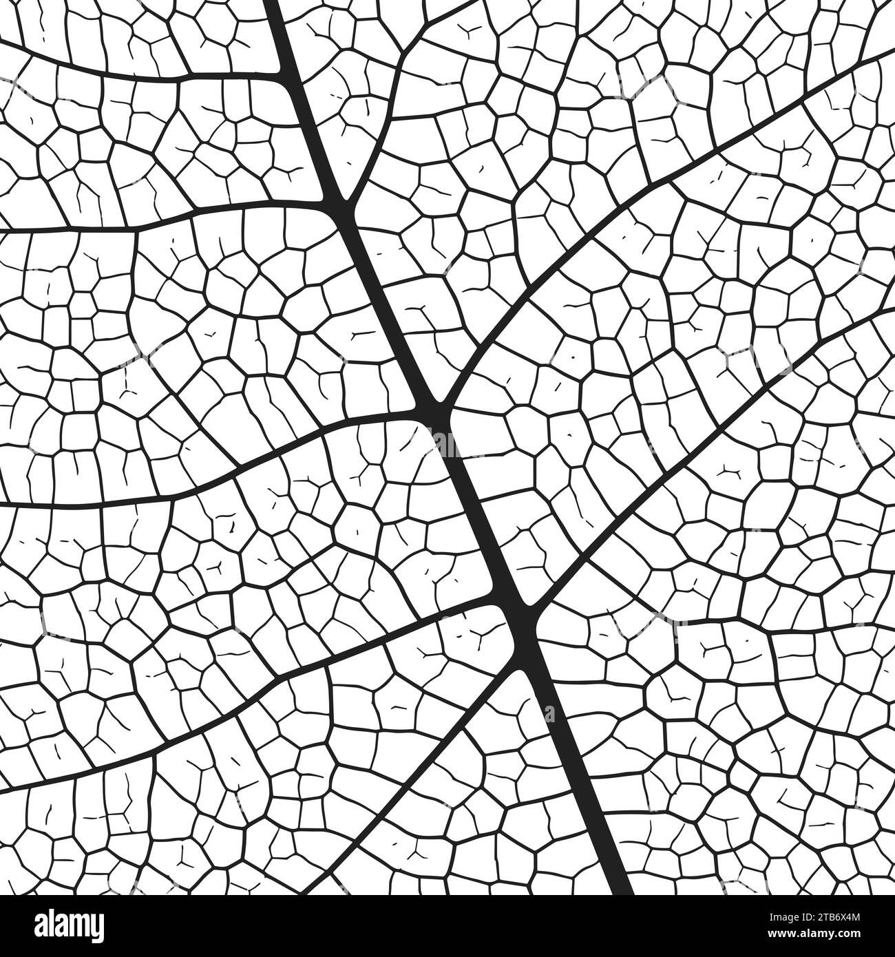 Leaf vein texture abstract background with close up plant leaf cells ...