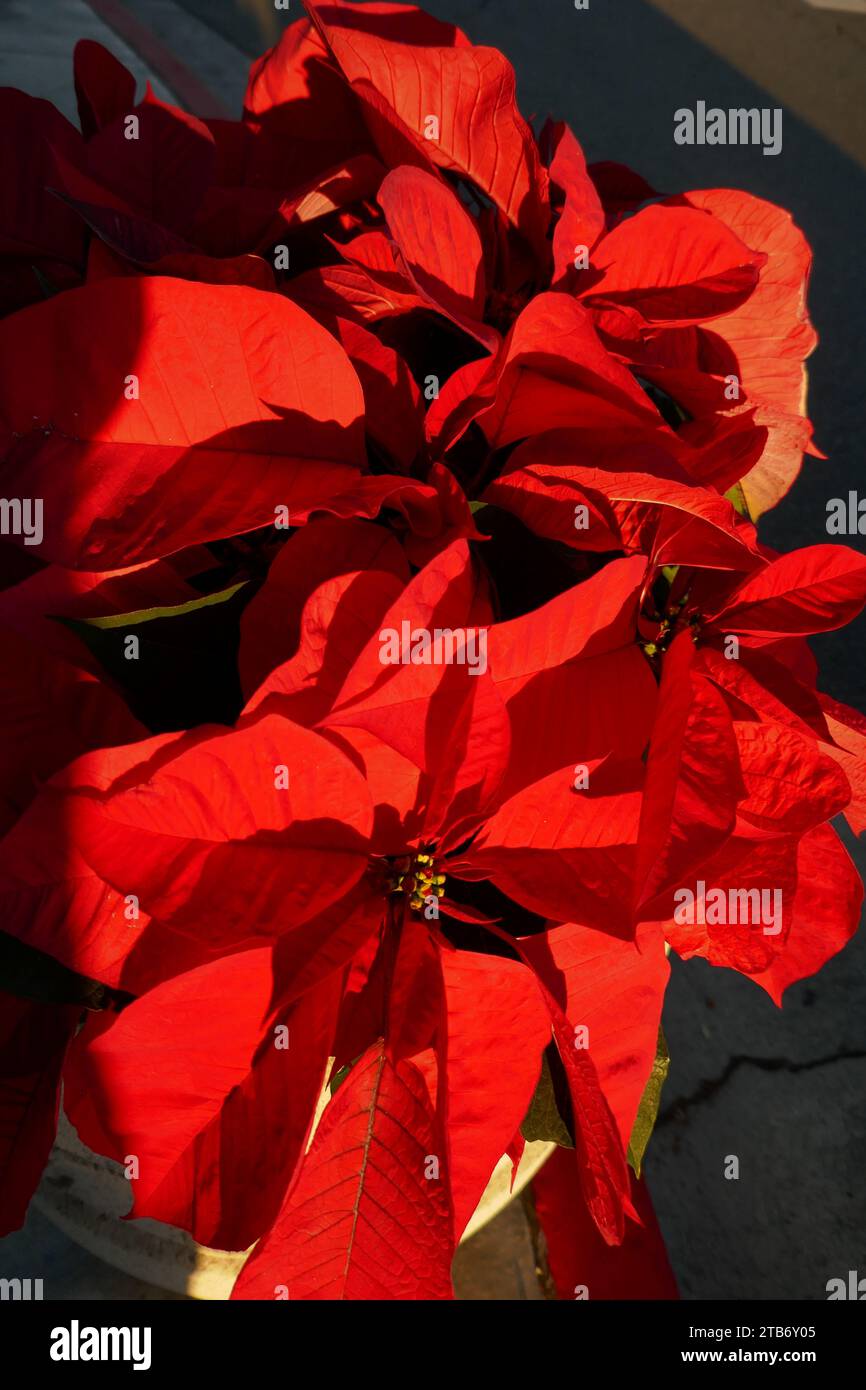 Los Angeles, California, USA 4th December 2023 Poinsettias on December ...