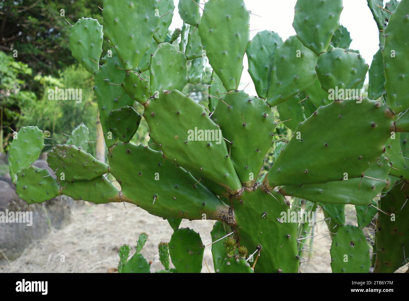 Tree taper hi-res stock photography and images - Alamy