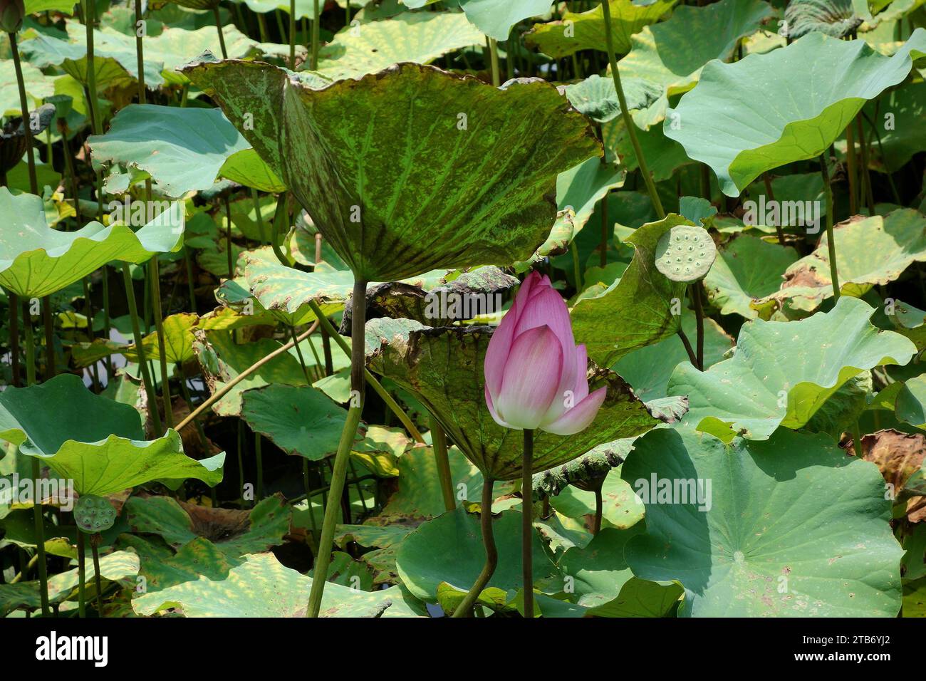 Lotus flower under a leaf Stock Photo - Alamy