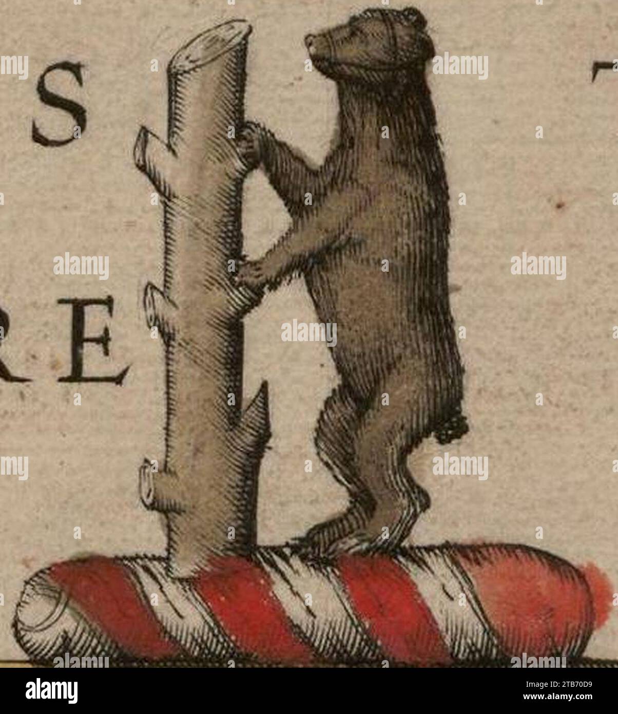 Bear and ragged staff hi-res stock photography and images - Alamy