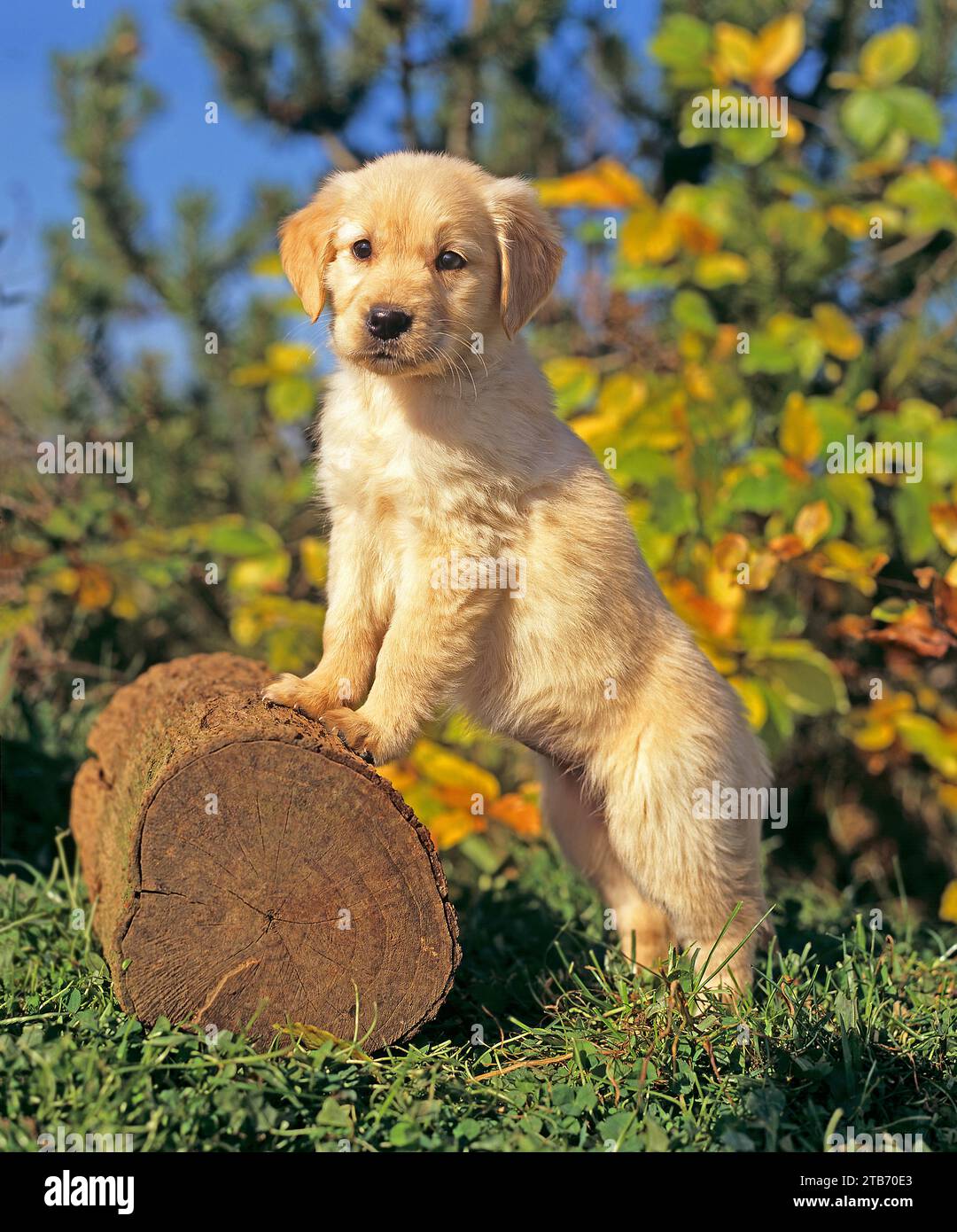 Golden Retriever puppy in autumn meadow, curious, his forelegs propped ...