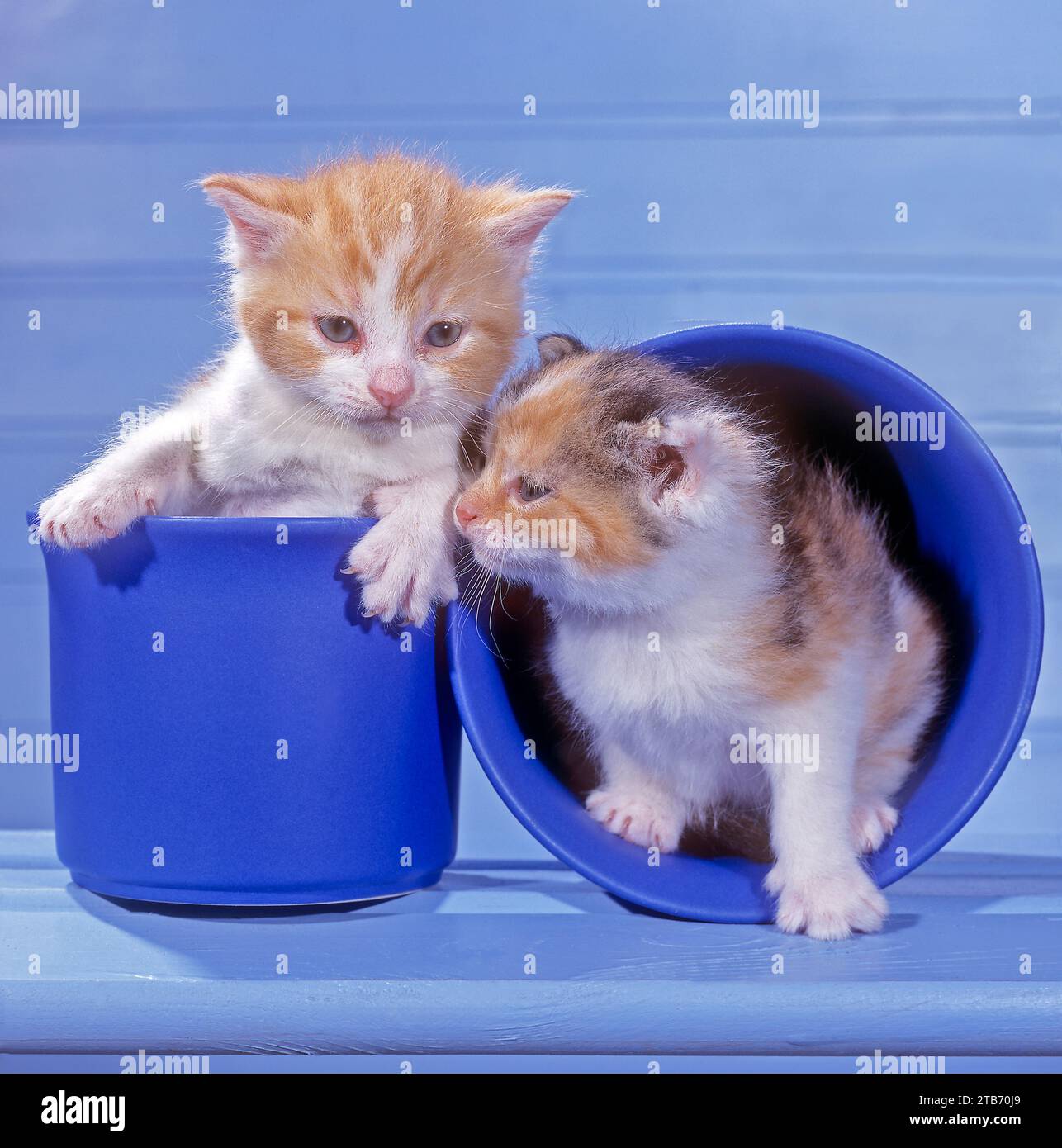 Two young kittens, indoors, playing in blue flower pots Stock Photo - Alamy