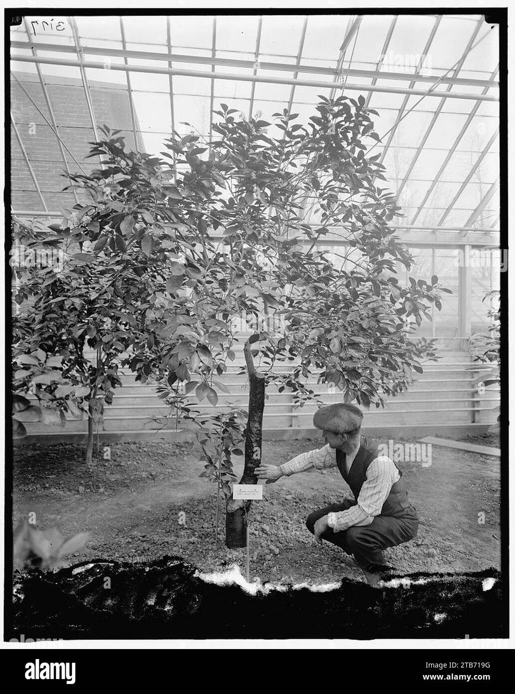 Wash. Naval Orange Tree, Dept. of Agri Stock Photo - Alamy
