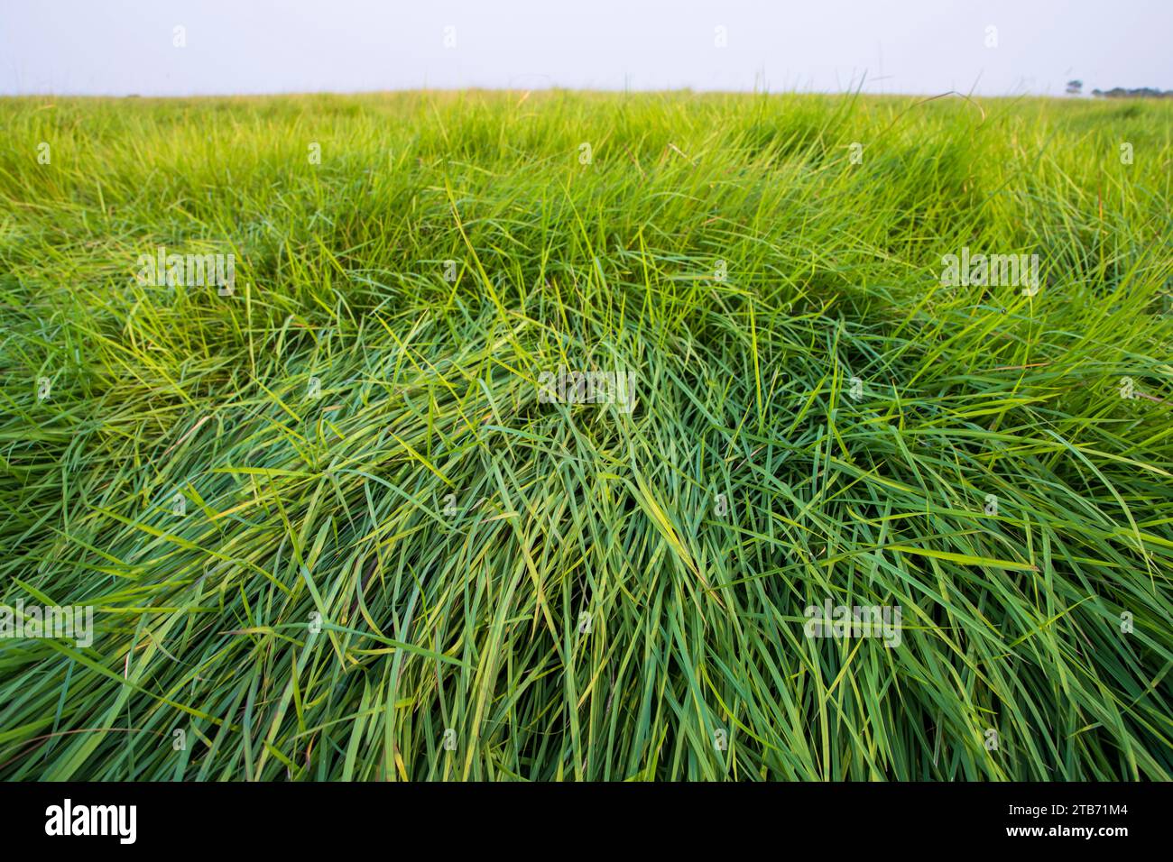 Natural Landscape view of green long grass plant with the blue sky ...