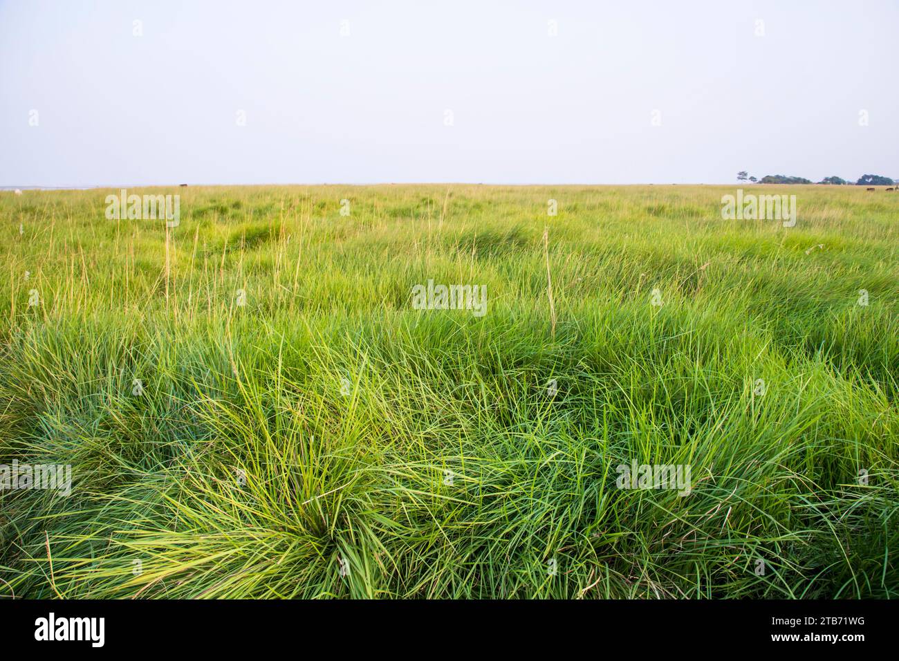 Natural Landscape view of green long grass plant with the blue sky ...