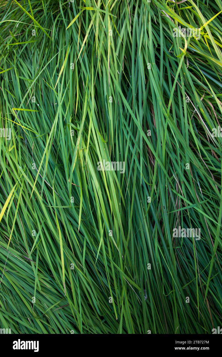 Vertical view of Green long grass abstract pattern texture can be used ...