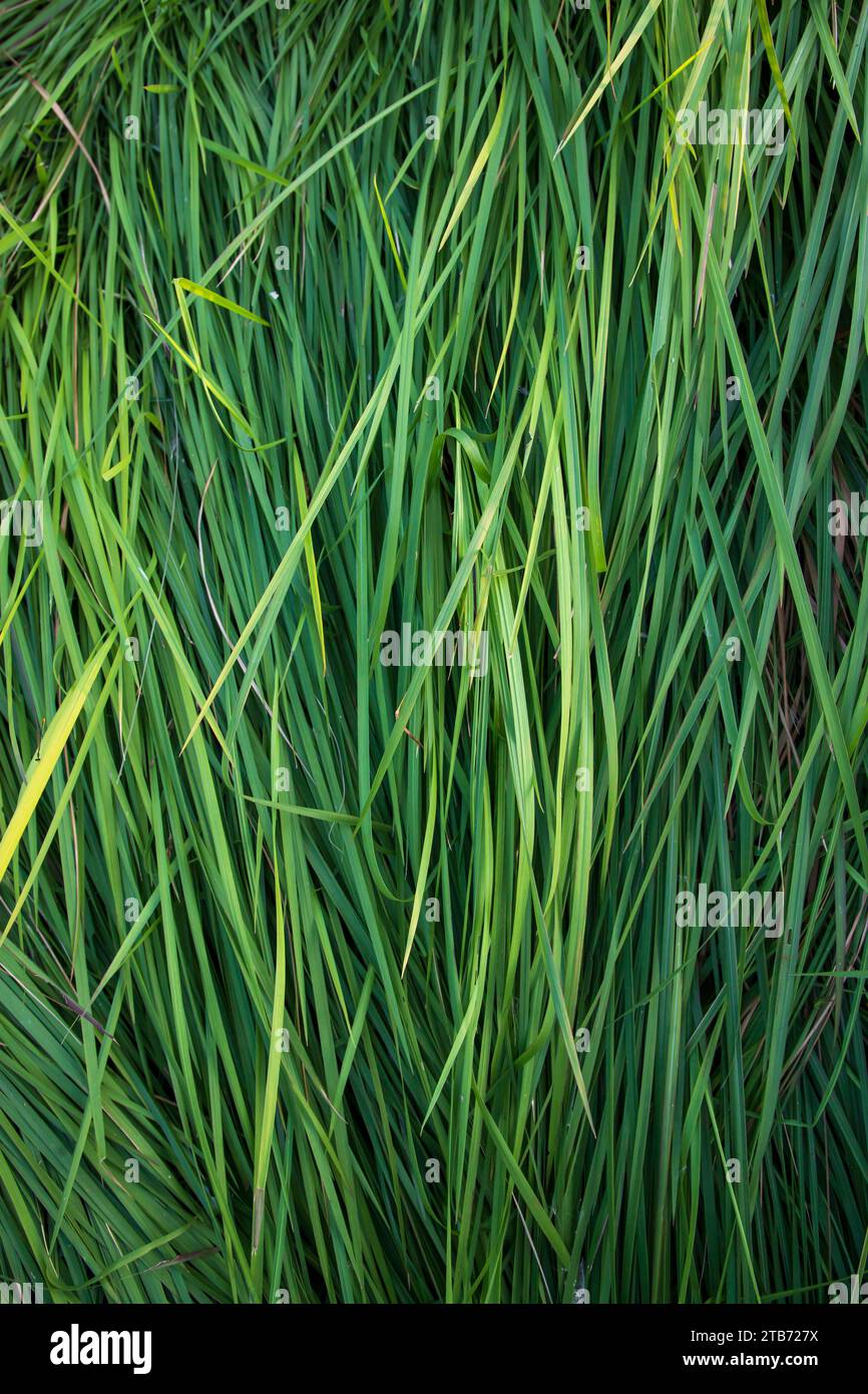 Vertical view of Green long grass abstract pattern texture can be used ...