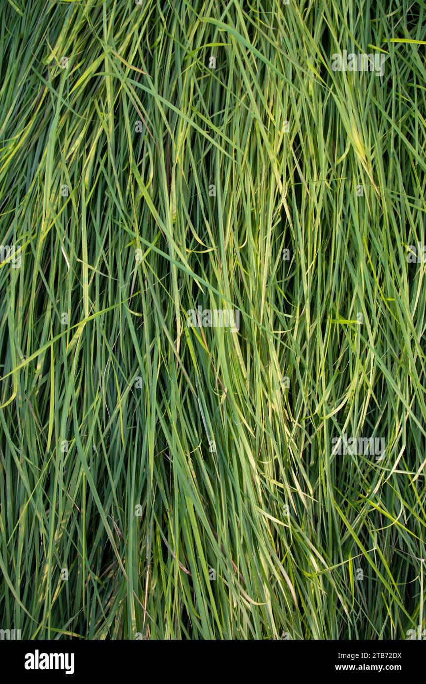 Vertical view of Green long grass abstract pattern texture can be used ...