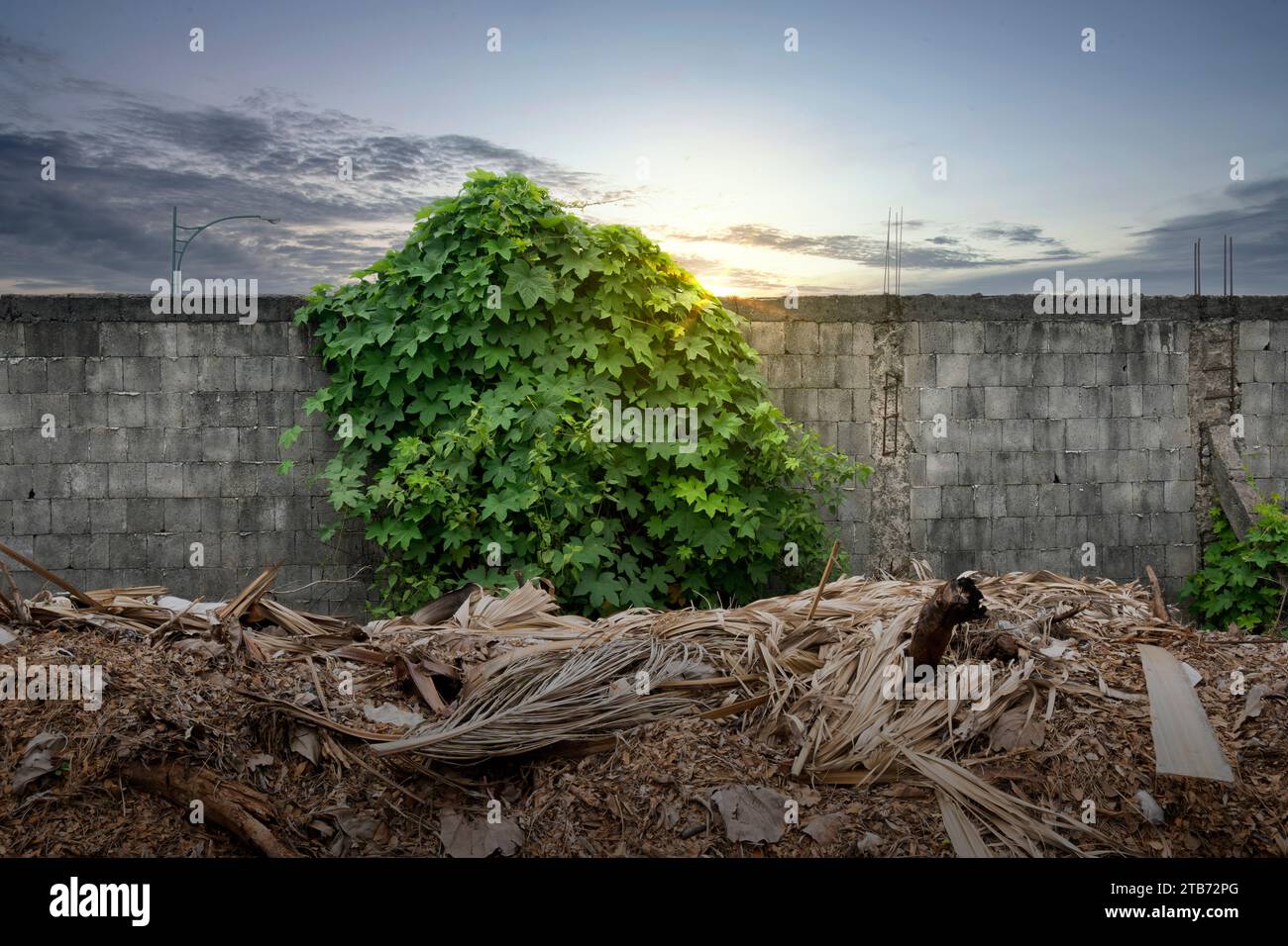 Throwing garbage hi-res stock photography and images - Alamy