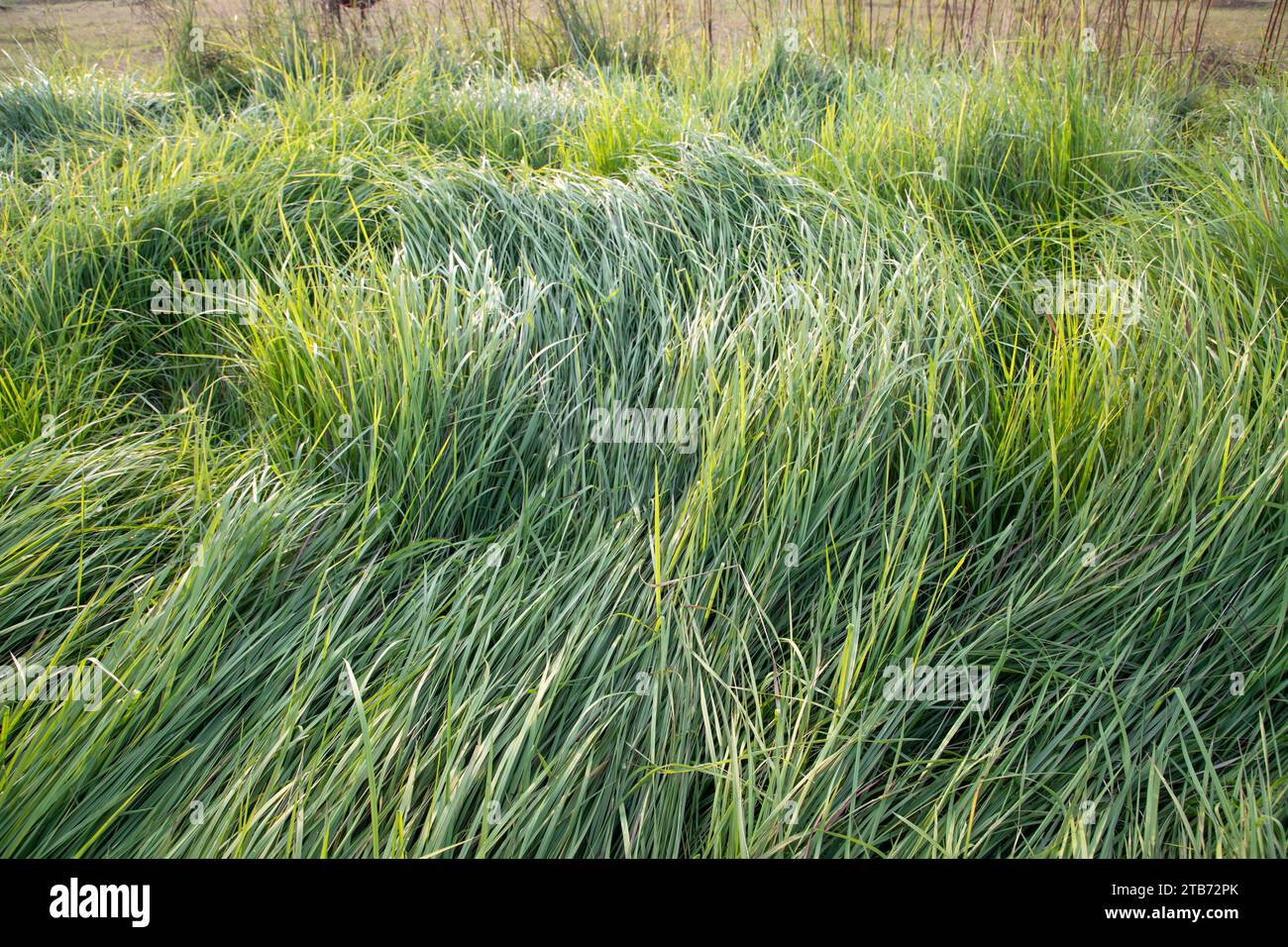 Long green leaf background abstract hi-res stock photography and images ...