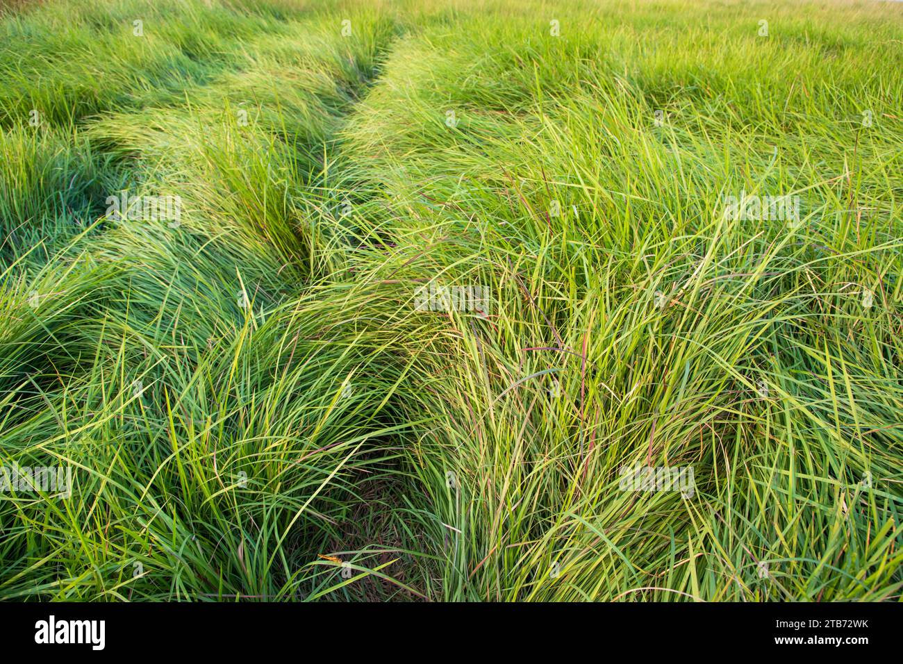 Long Green grass abstract pattern texture can be used as a natural ...