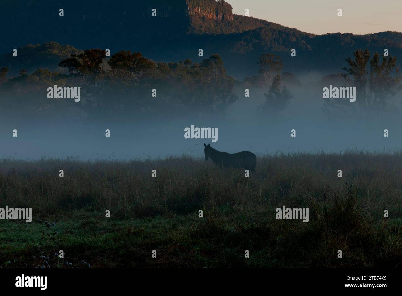 Nsw northern rivers murwillumbah hi-res stock photography and images ...